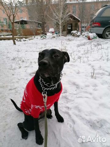 Метис стаффорда в добрые руки