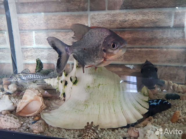 Отдам пиранью