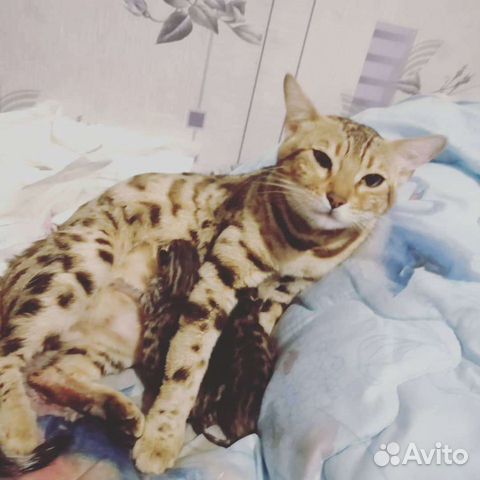 Бенгальские котятки