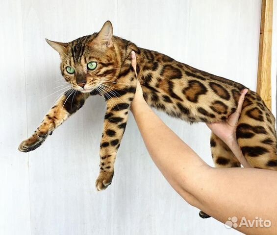 Вязка бенгальского кота