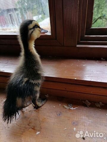 Мускусные утята