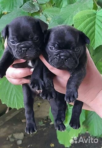 Очаровашки Французики