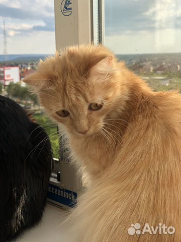 Котенок в добрые руки