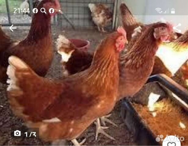 Куры молодки несушки
