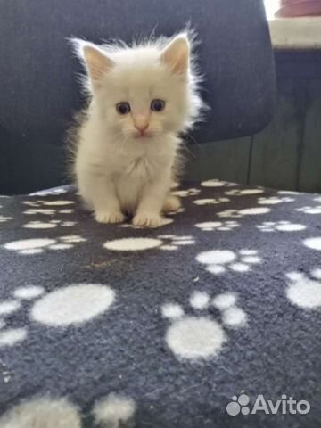 Котик 1месяц 10дней в дар