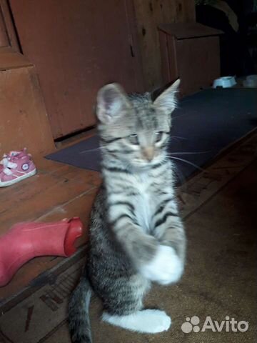 Котята даром (4шт)