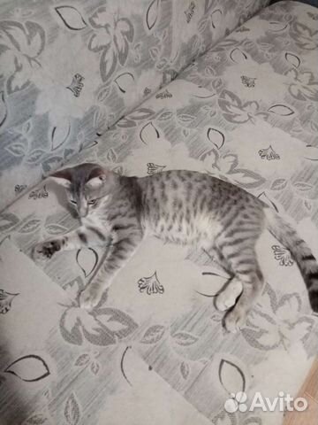 Котик Тим 6 мес