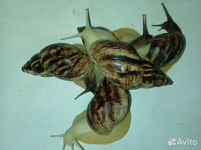Улитки ахатины
