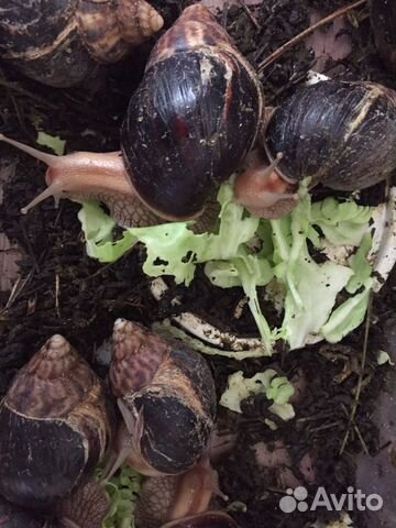 Улитки ахатины