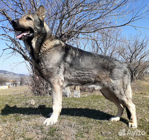 Щенки восточноевропейской овчарки