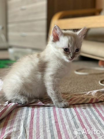 Котенок голубоглазая блондинка