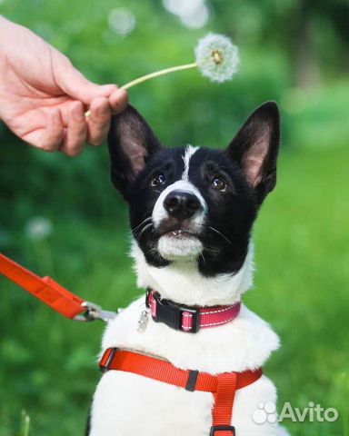 В самые добрые ручки чудо щенок - медвежонок Майки