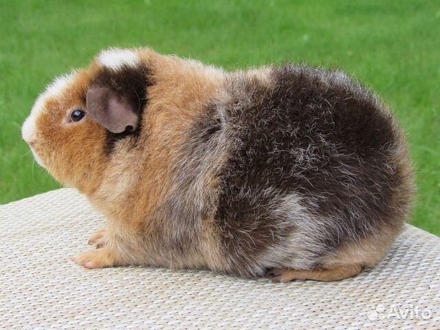 Самец ам.тедди 1 год