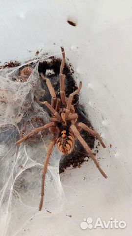 Hapalopus sp. Columbia gross самец