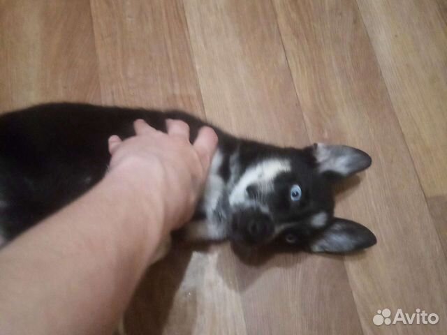 Собака, Хаски смешенная с Овчаркой