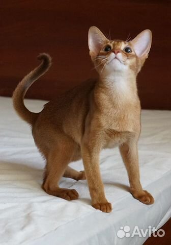 Котик Окраса Соррель