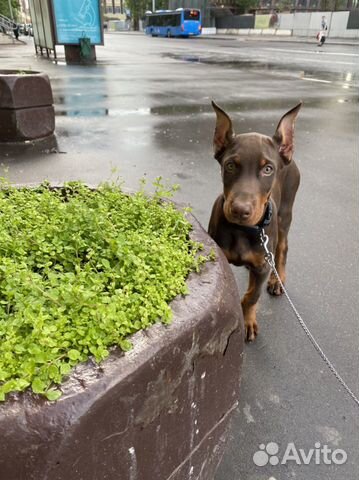 Щенок Добермана