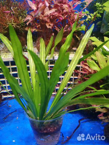 Эхинодорус амазонский (Echinodorus amazonicus)