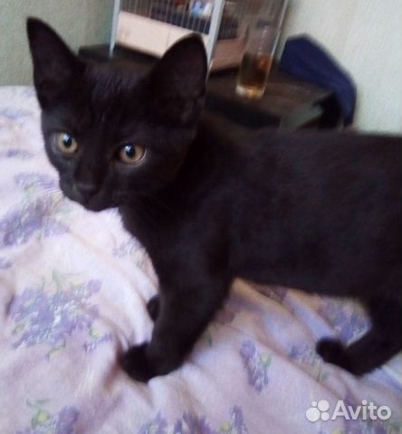 Кошки в добрые руки бесплатно