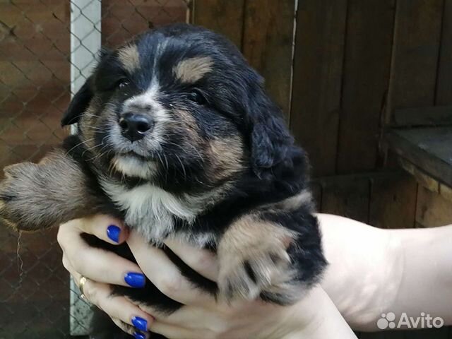 Бернский зенненхунд щенки