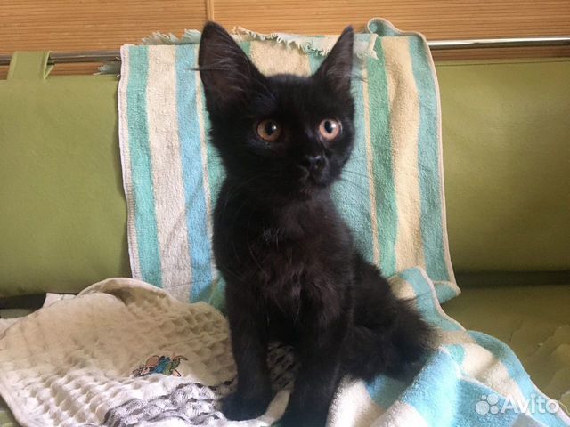 Кошка в добрые руки