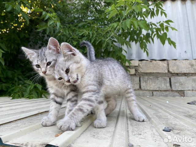 Котята от мамы шотландки в дар