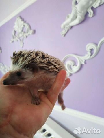 Ëжики Африканские, карликовые