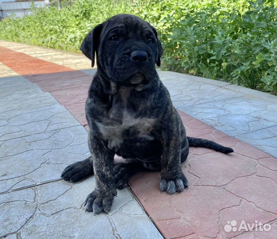 Щенки преса канарио