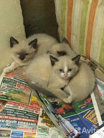 Сиамские малыши