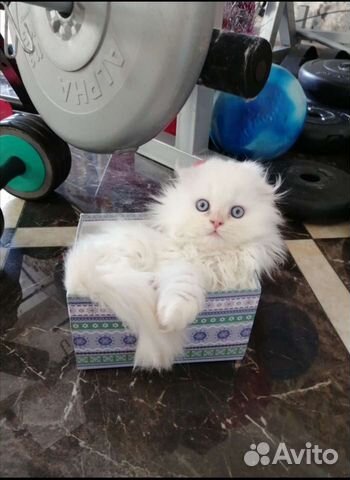 Шотландские котята парень 5мес колорпоинт