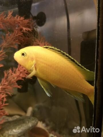 Рыба цихлида