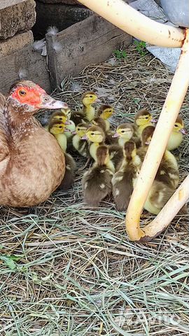 Индоутка мускусная утка с утятами