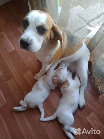 Щенки бигль
