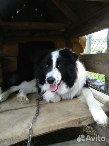 Крупный щенок-подросток