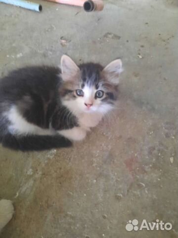Котята в добрые руки бесплатно