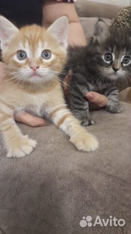 Котята бесплатно