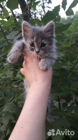 Котенок в добрые руки, как можно быстрее Помогите