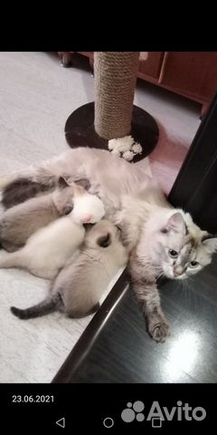 Котята