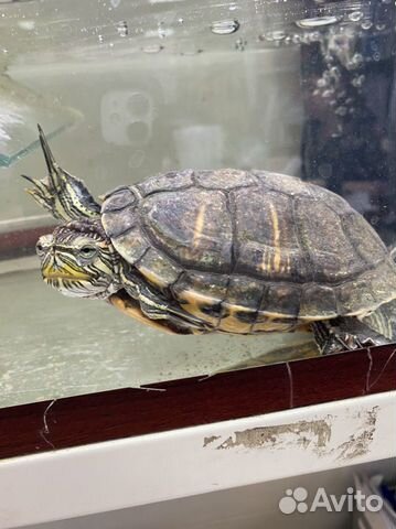 Красноухая черепаха с аквариумом
