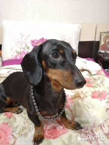 Карликовая такса ищет жениха для вязки