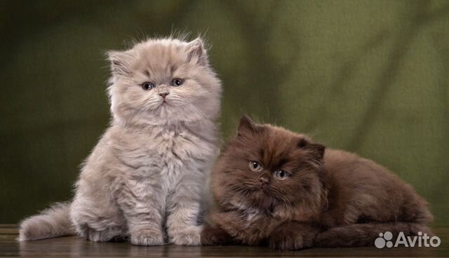 Бриташки - очаровашки