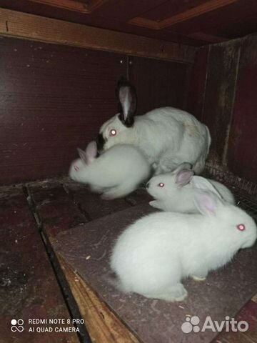 Крольчиха с детками