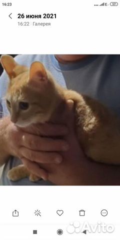Найден рыжий котёнок бобтейл (короткий хвостик)