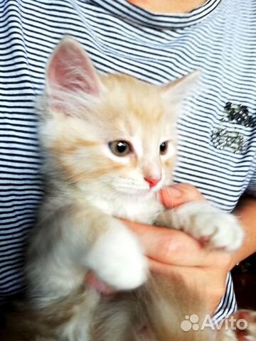 Нежно бежевый котенок мальчик