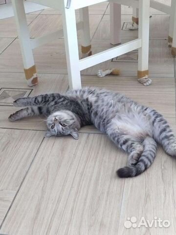 Стерилизованная кошка шотландка