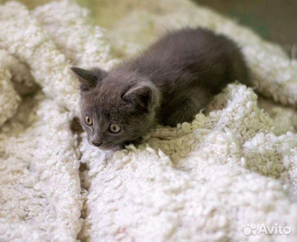 Котенок