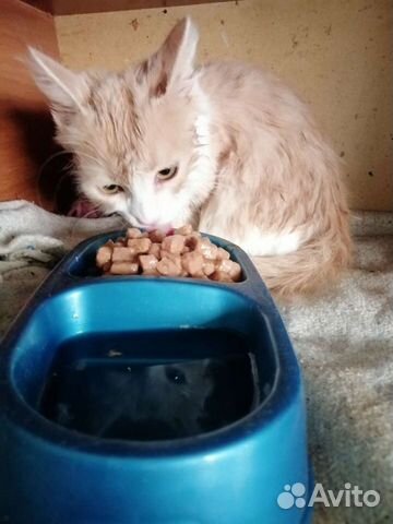 Кошка, 6 месяцев, девочка