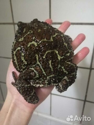 Кубинская жаба