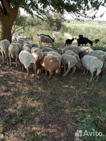 Овцы с ягнятами и козы с козлятами