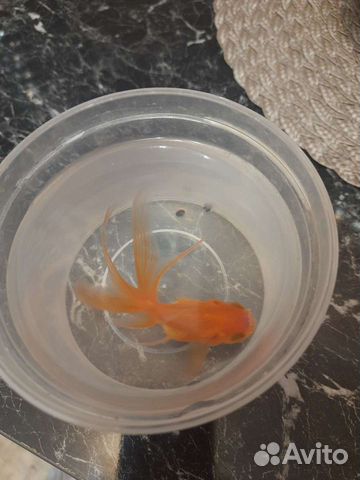 Отдам бесплатно золотую рыбку